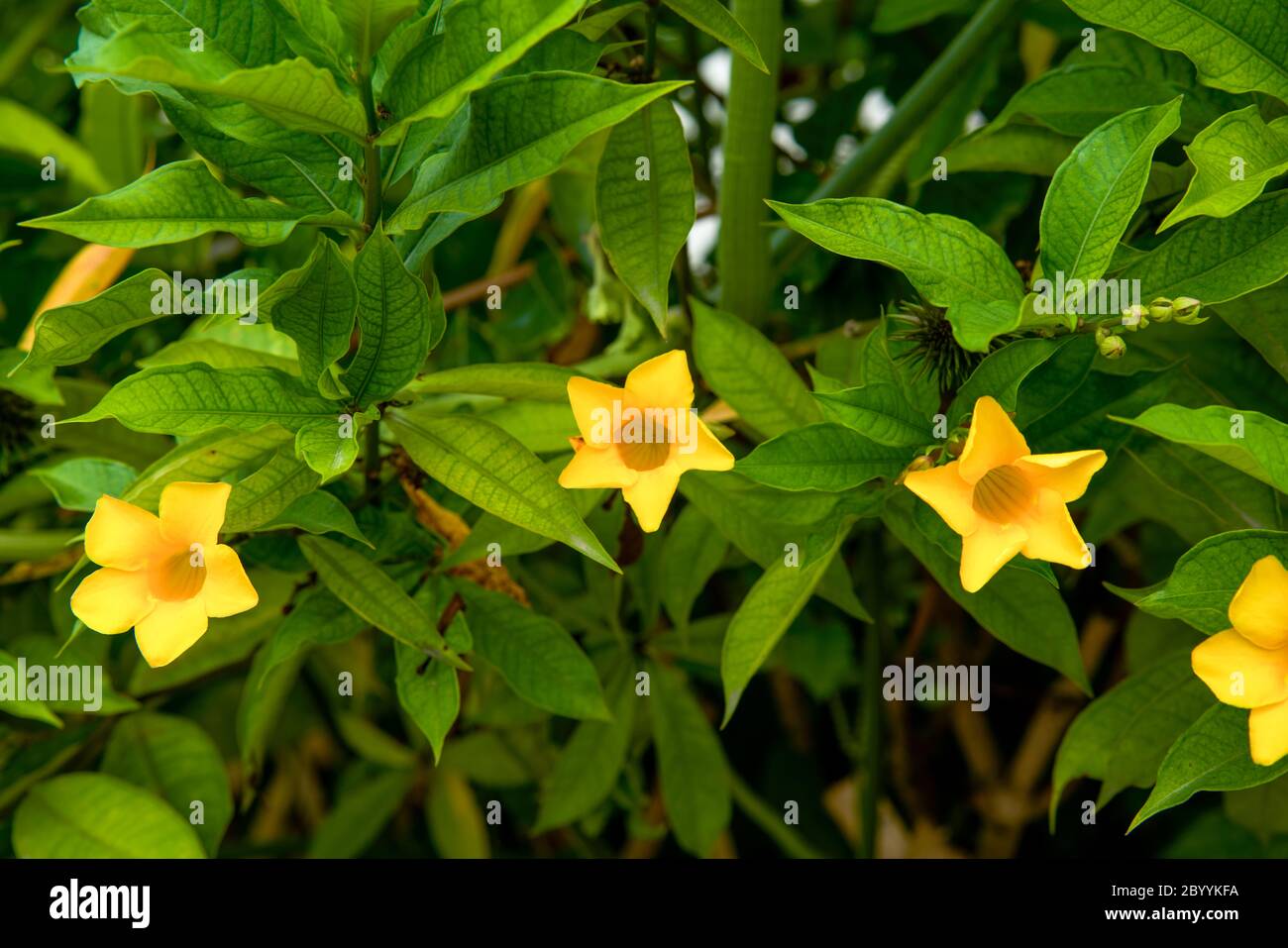 Yellow cicada flower hi-res stock photography and images - Alamy