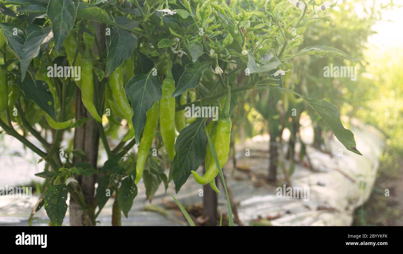 Chili cultivation, one of agriculture with good business value. Looks ...