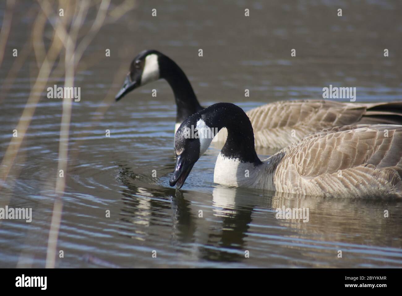 Two Canadian Geese swimming Stock Photo - Alamy