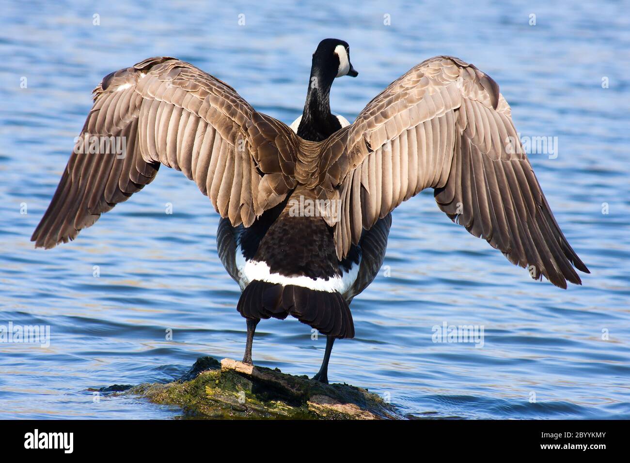 Goose Drying Off Stock Photo - Alamy