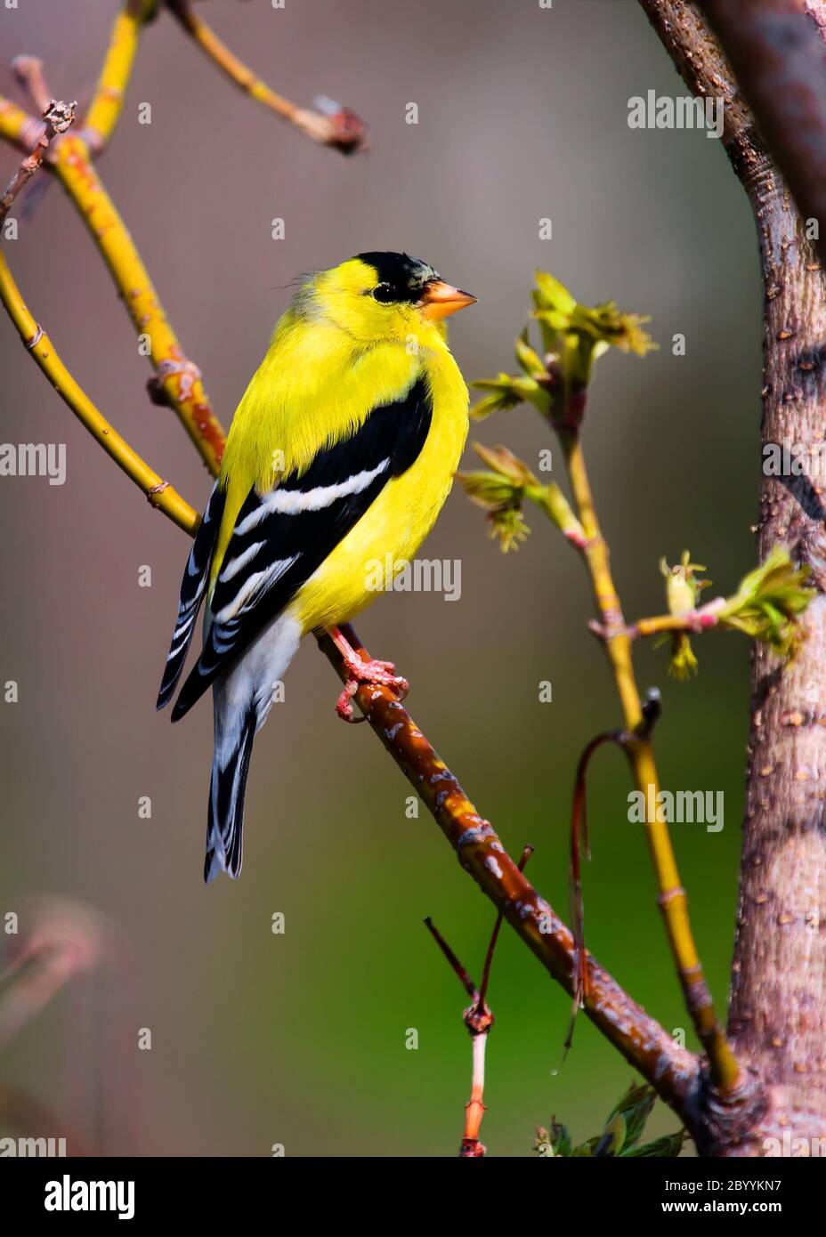 Goldfinch Perched in High Dynamic Range Stock Photo - Alamy