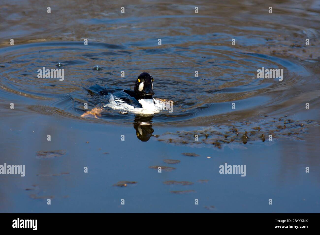 Common Goldeneye Drake Stock Photo - Alamy