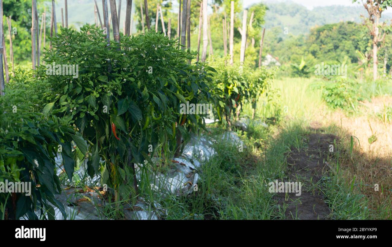 Chili cultivation, one of agriculture with good business value. Looks ...