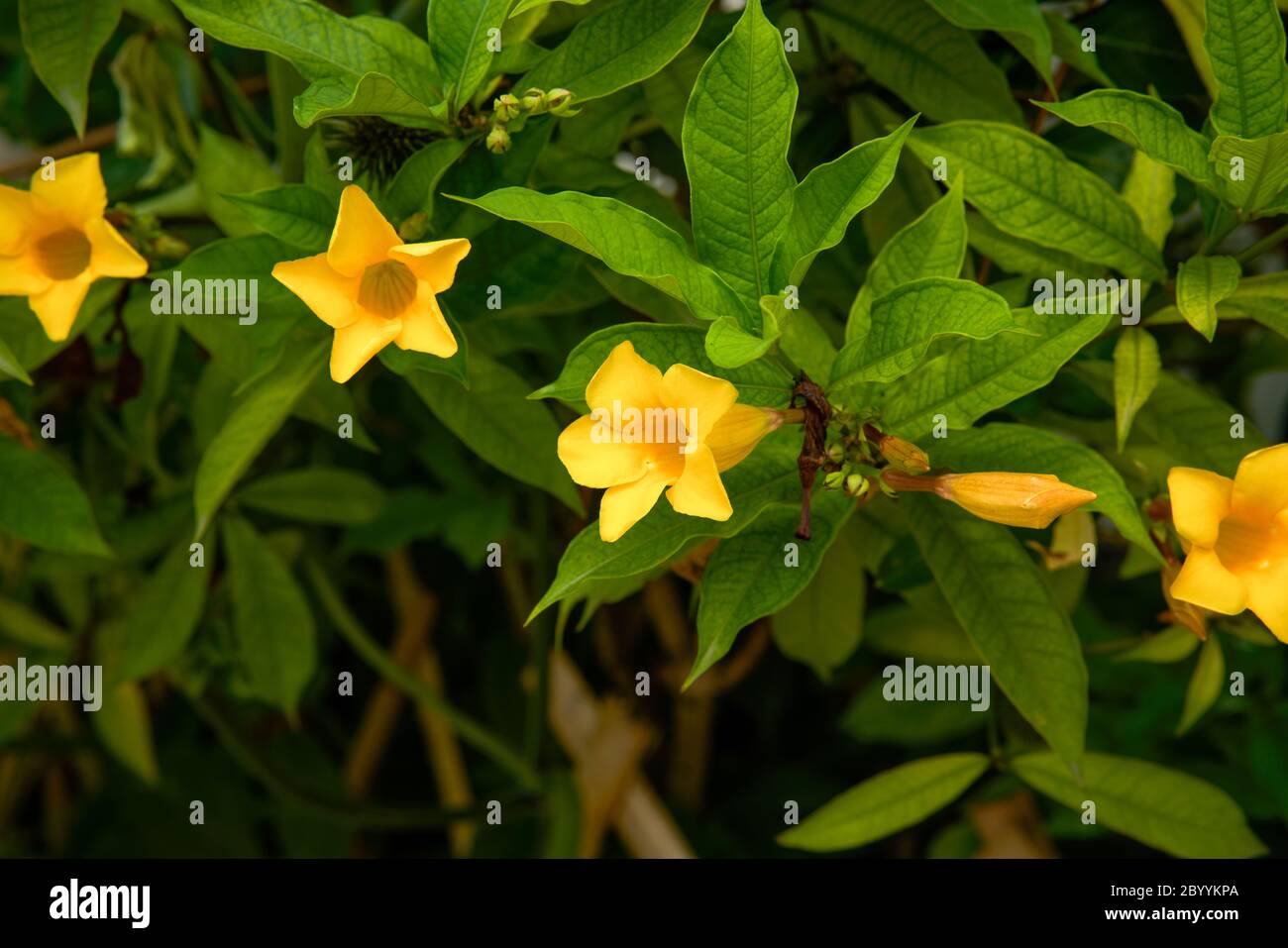 Yellow cicada flower hi-res stock photography and images - Alamy