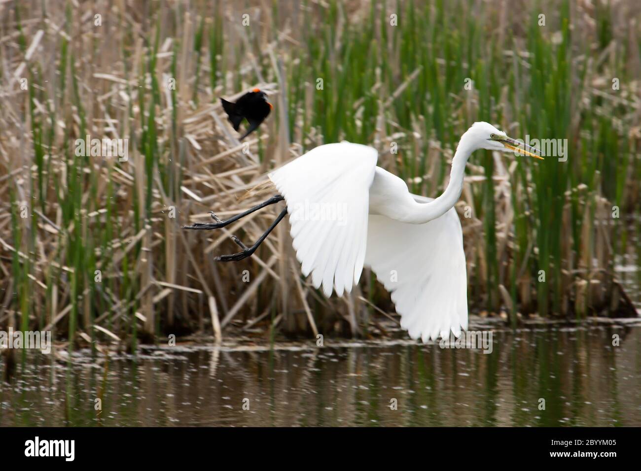 Two Birds in Combat Stock Photo - Alamy