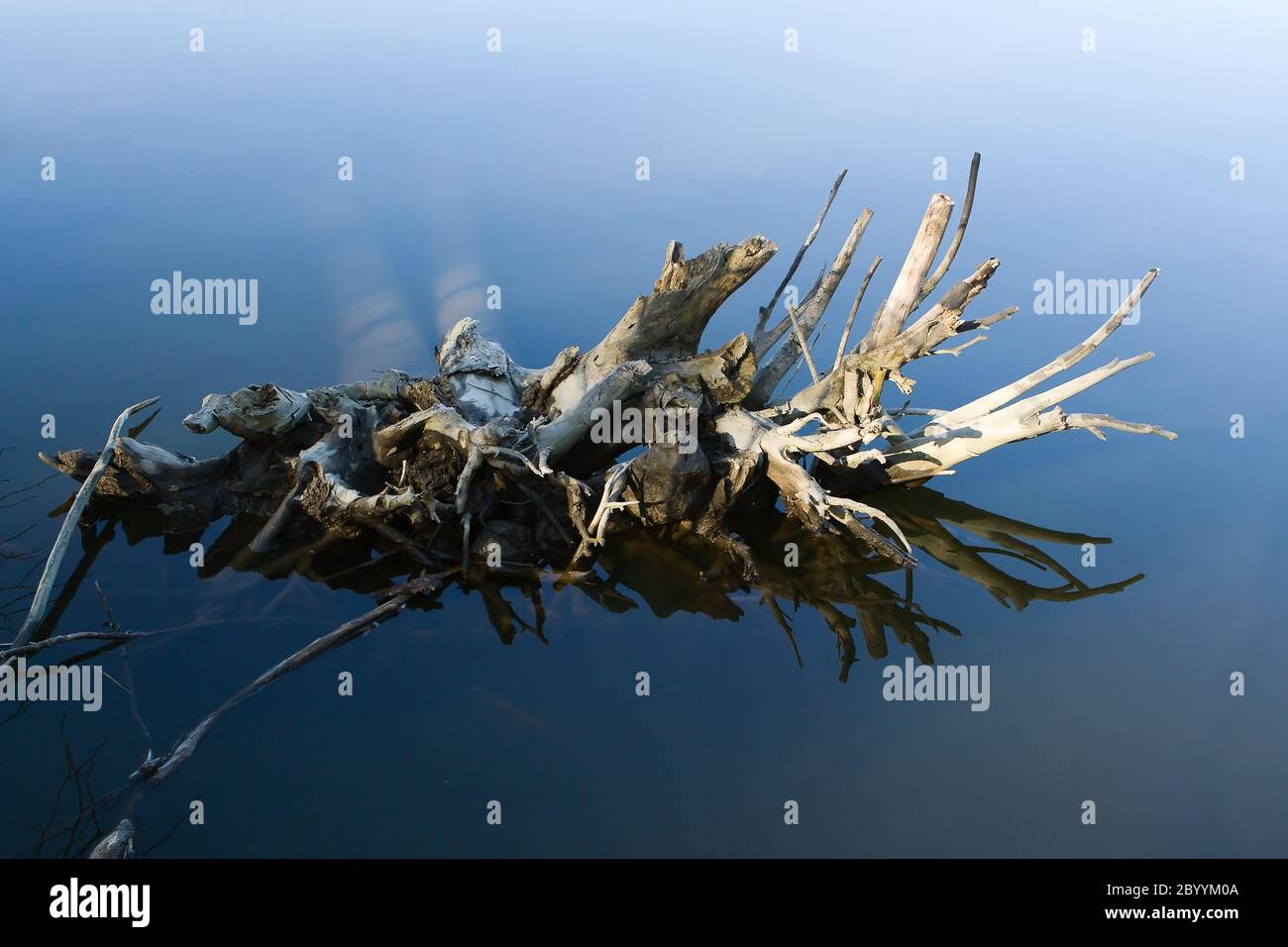 Tree Roots in the Water Stock Photo - Alamy