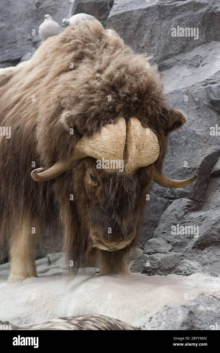 Musk oxen defense hi-res stock photography and images - Alamy