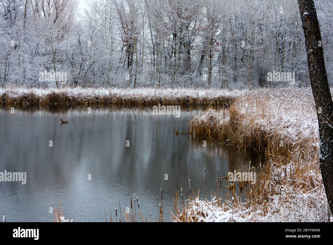Cattails in the Winter Stock Photo - Alamy