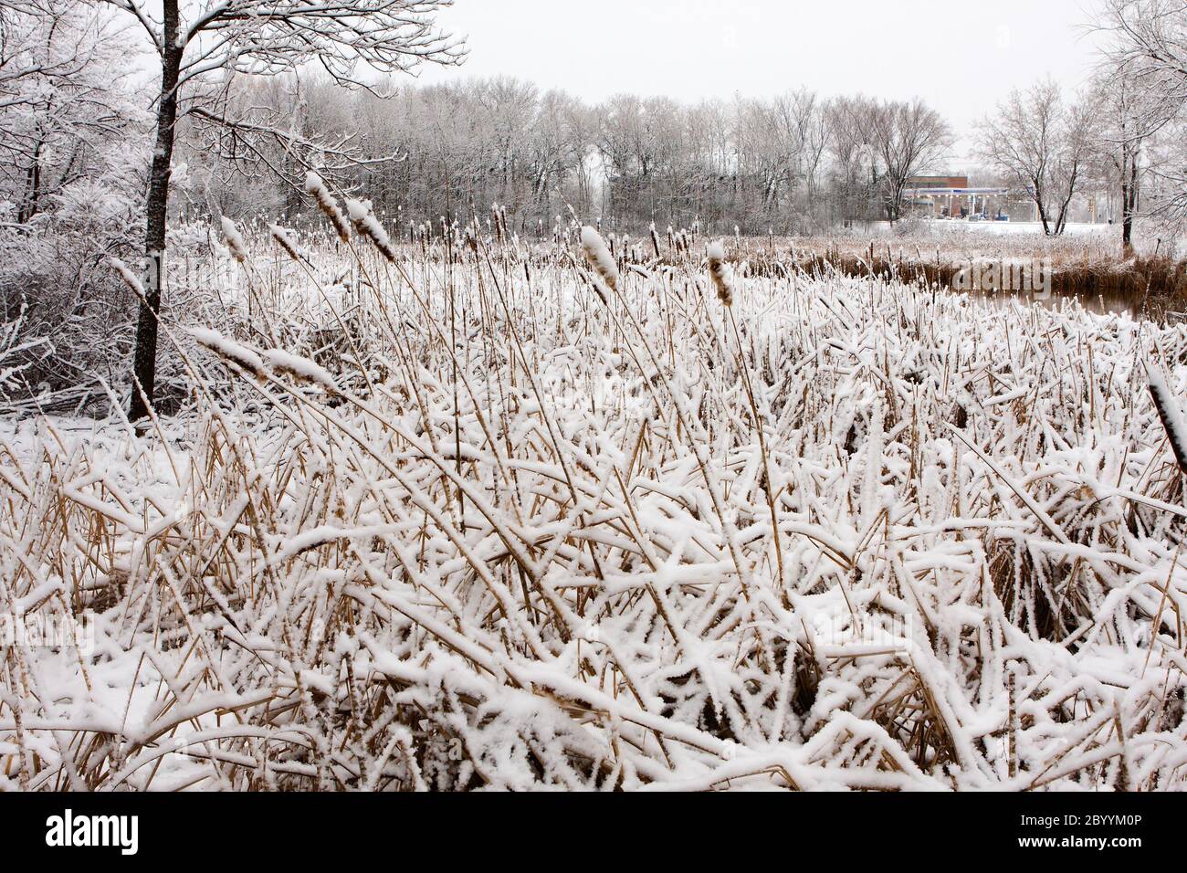 Cat-Tails in the Winter Stock Photo - Alamy