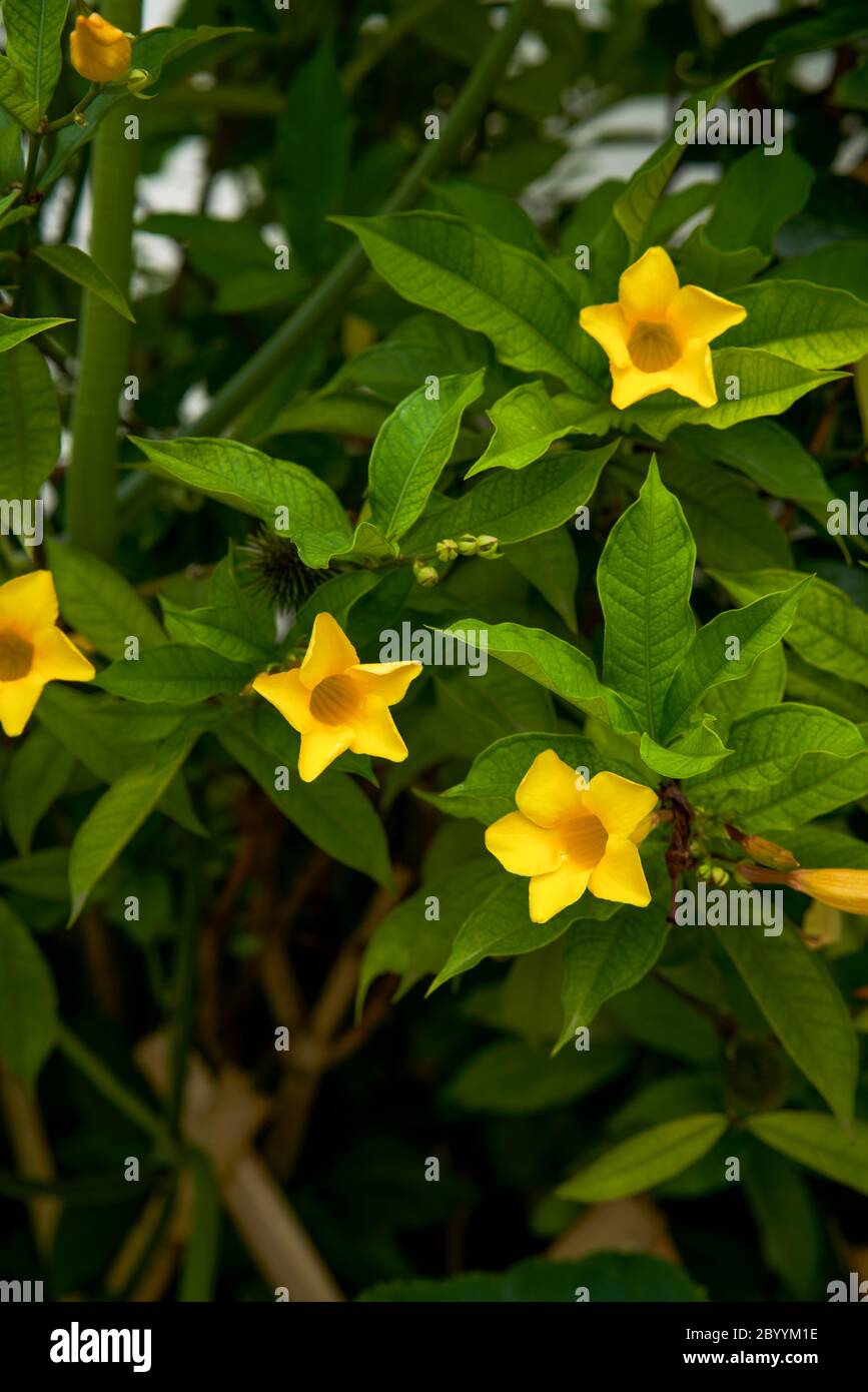 Yellow cicada flower hi-res stock photography and images - Alamy