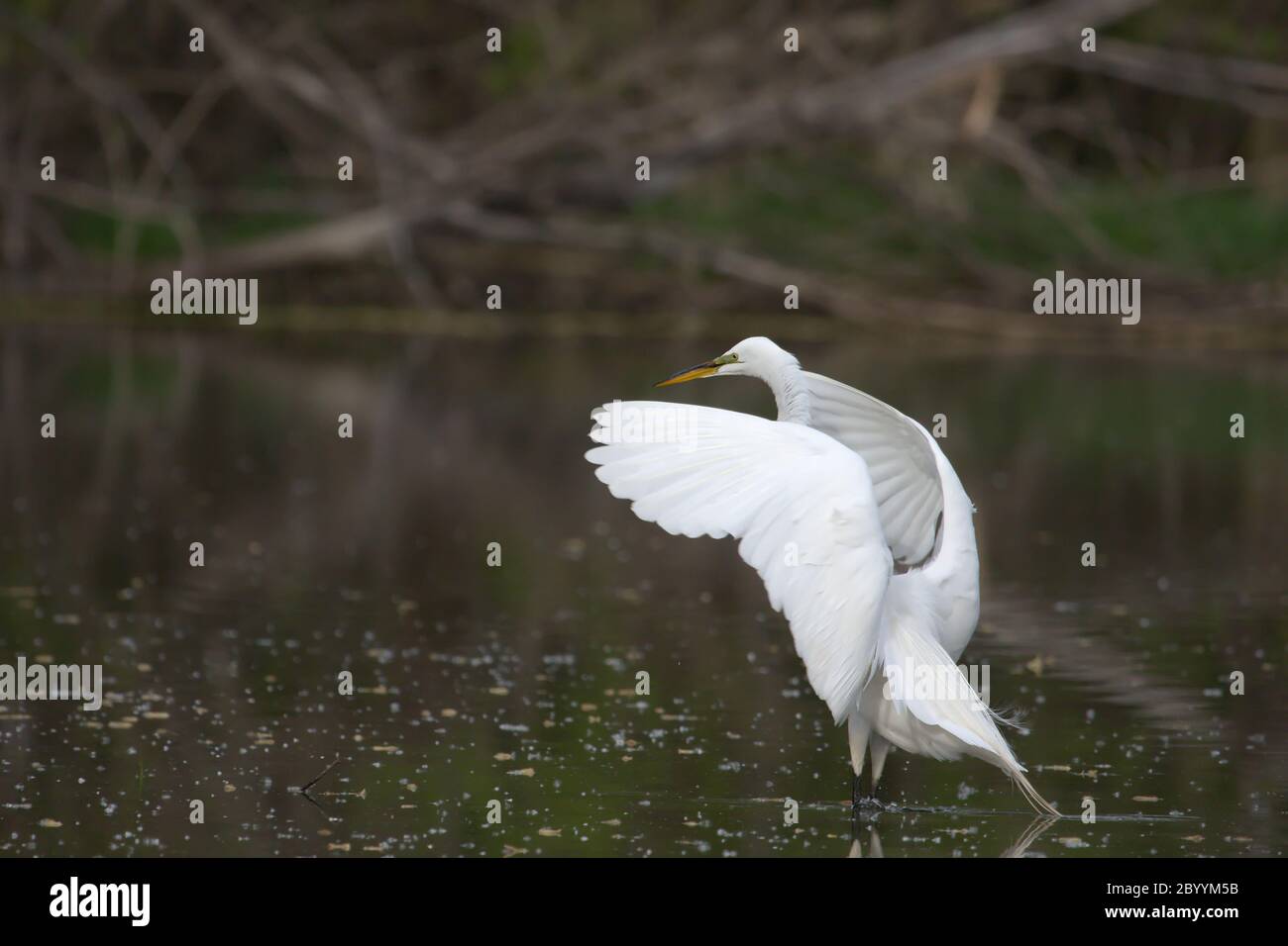 Great White Egret in flight Stock Photo - Alamy