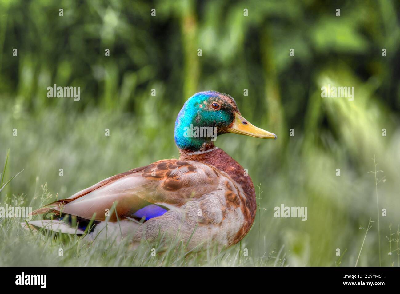 Mallard Duck Side View High Resolution Stock Photography and Images - Alamy