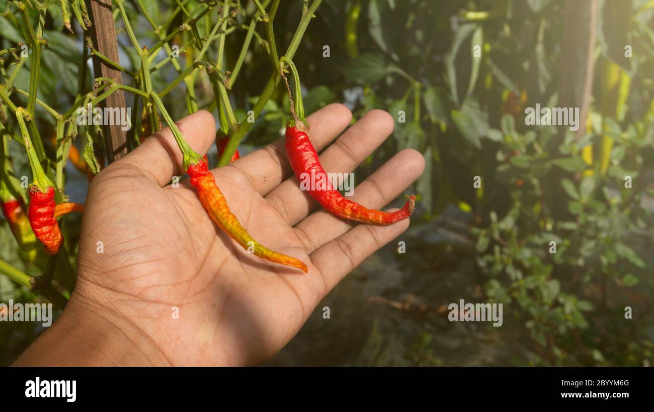 Chili cultivation, one of agriculture with good business value. Looks ...