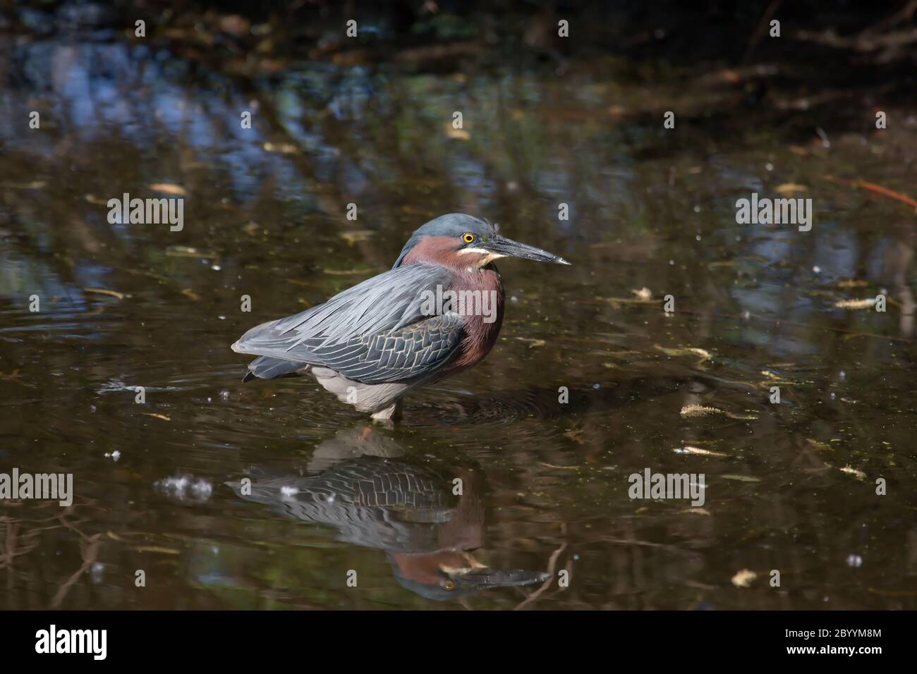 Bird heron green back hi-res stock photography and images - Alamy