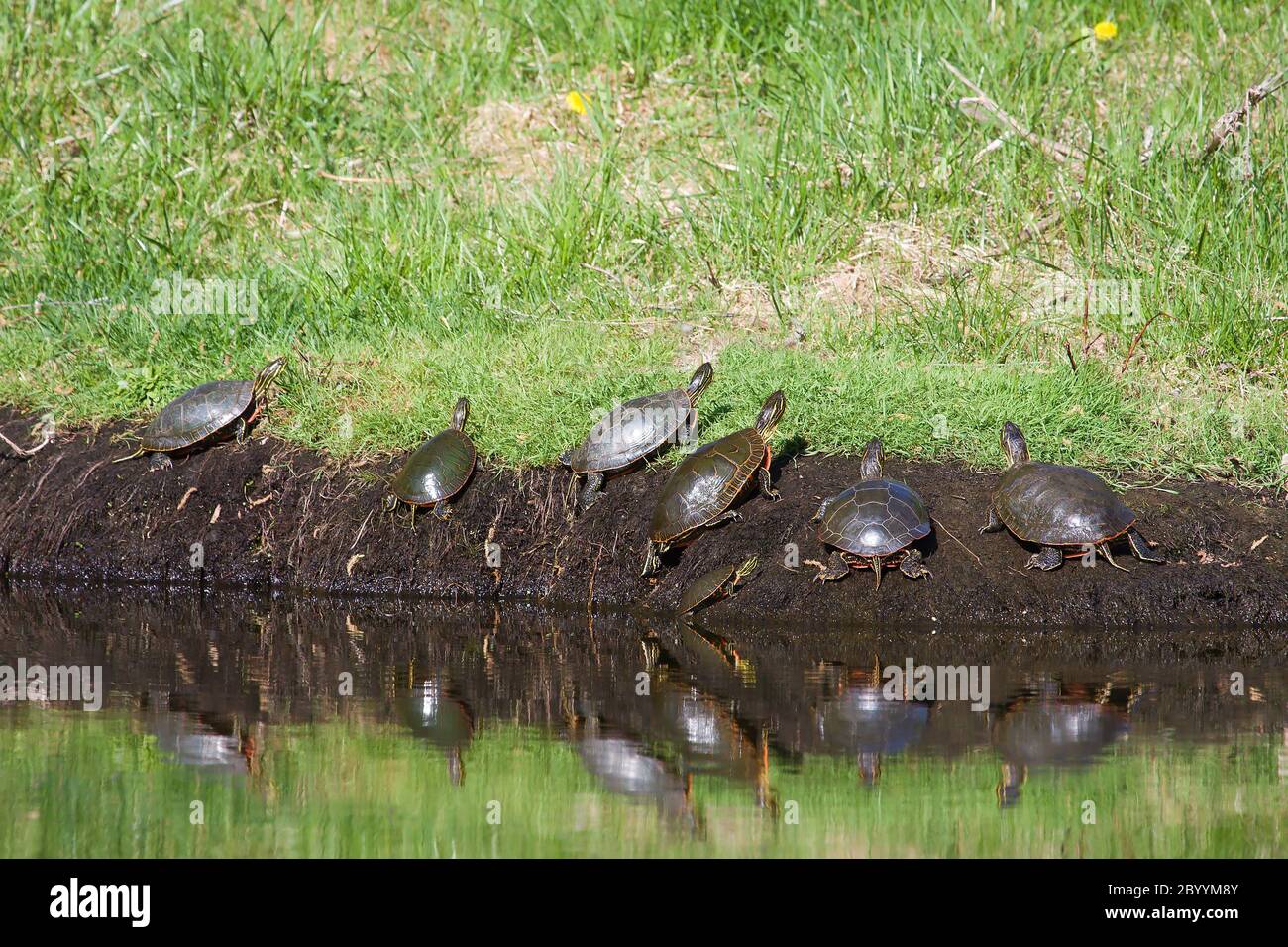 Painted turtles hi-res stock photography and images - Alamy