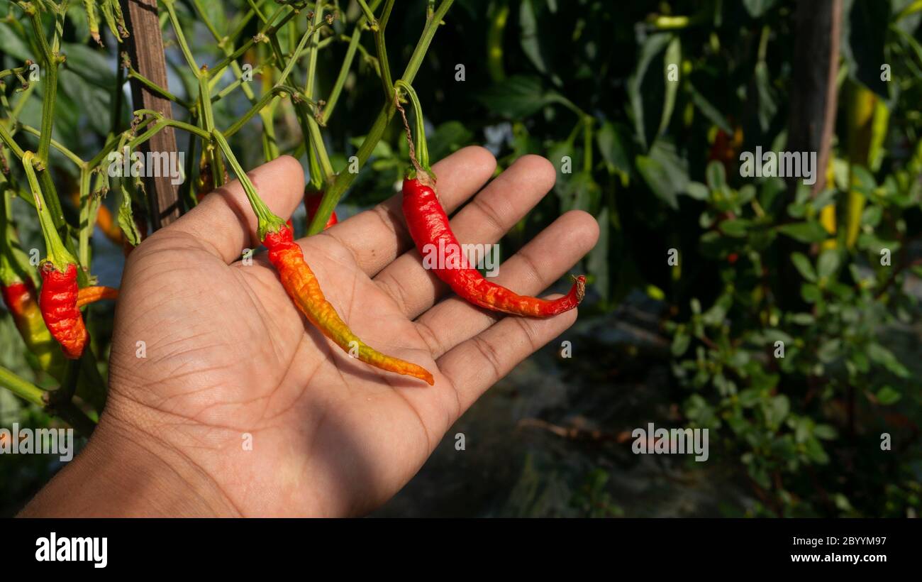 The chilli rot and fall because of pests. Spraying treatment must be ...