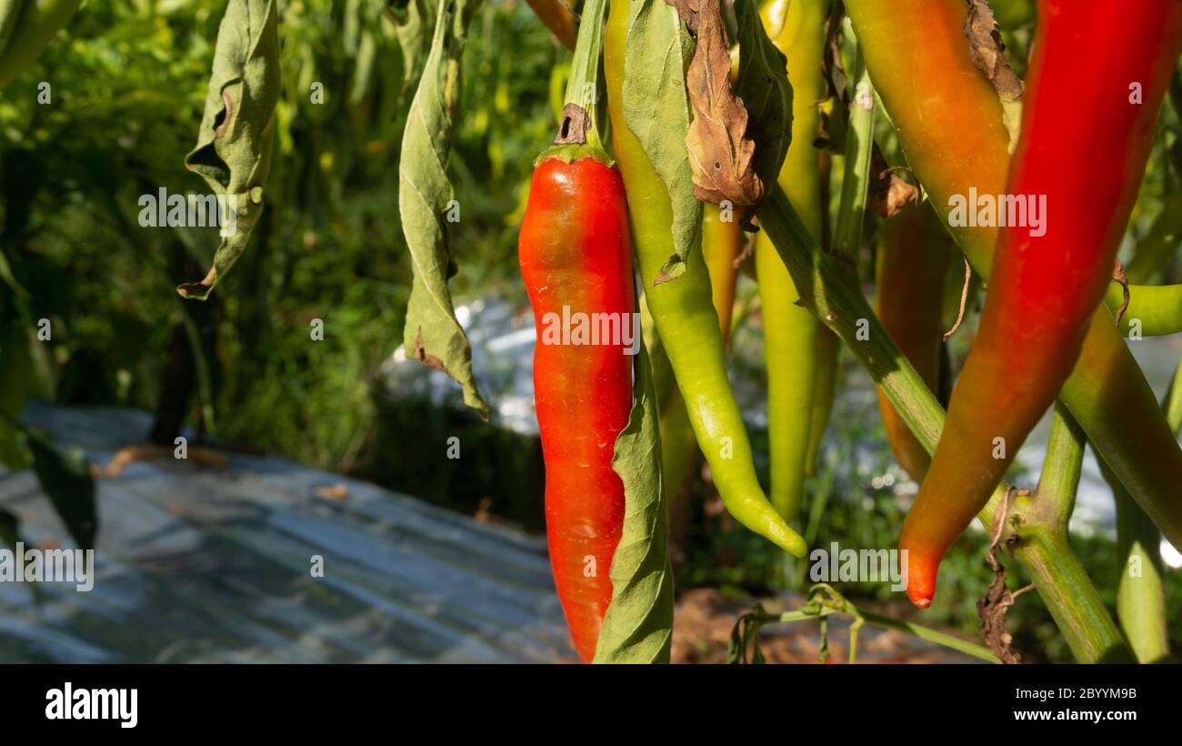 Chilli pest hi-res stock photography and images - Alamy