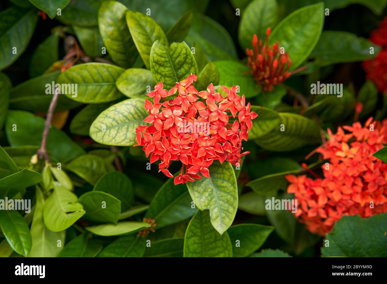 A blooming dragon boat flower Stock Photo - Alamy