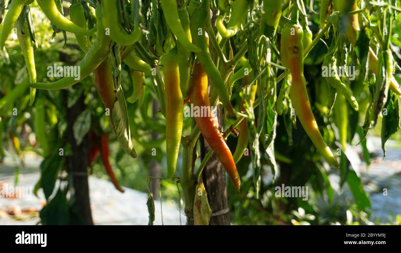Chilli pest hi-res stock photography and images - Alamy