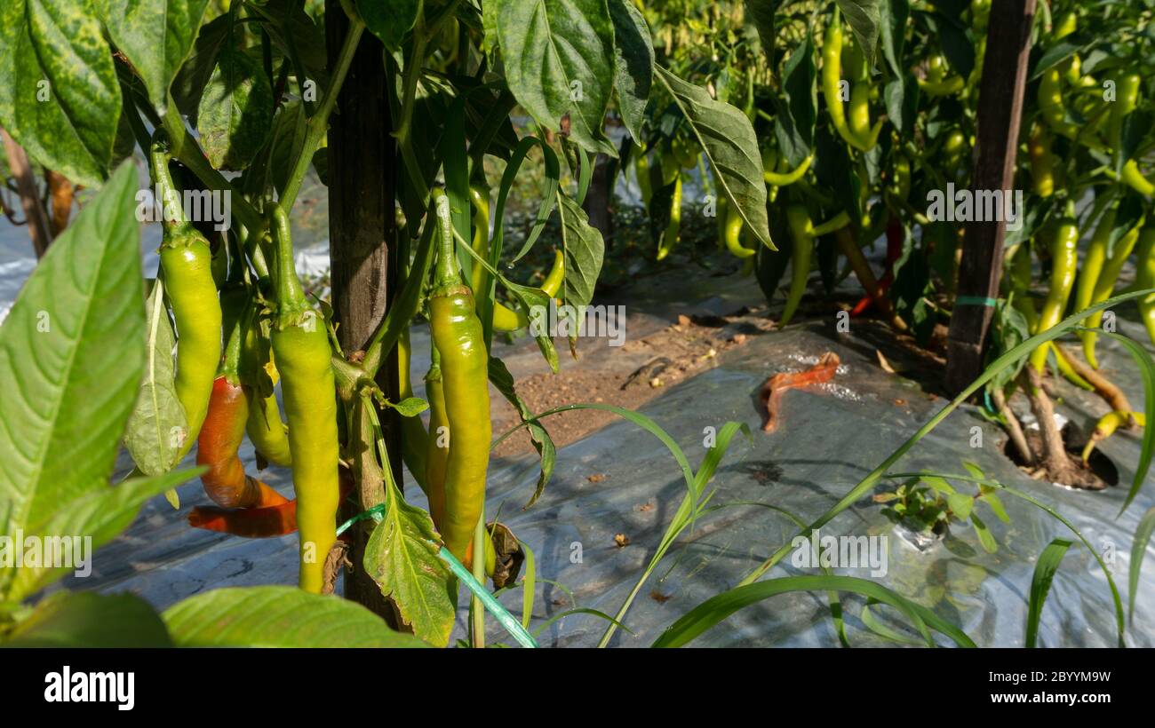 Chilli pest hi-res stock photography and images - Alamy