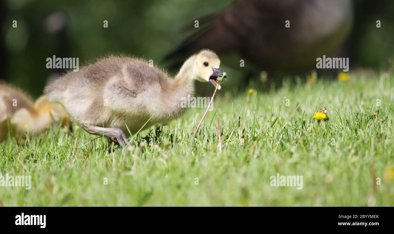 Goose stepping bird hi-res stock photography and images - Alamy