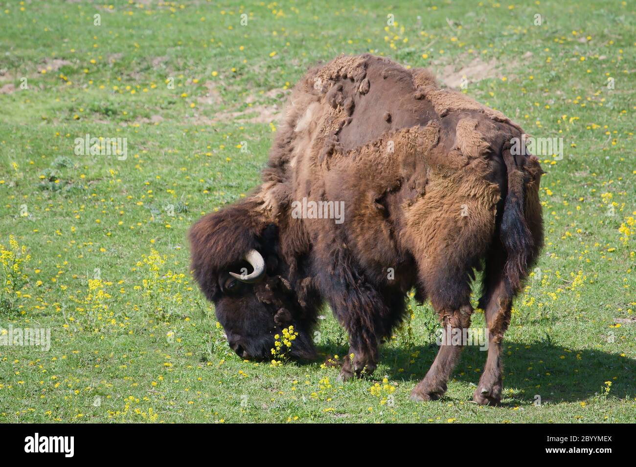 Buffalo tail hi-res stock photography and images - Alamy