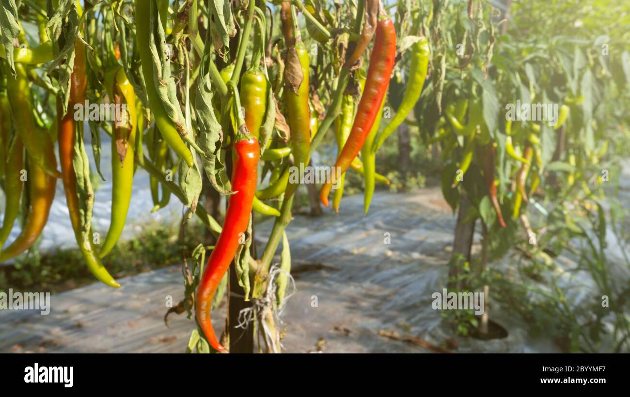 Chili cultivation, one of agriculture with good business value. Looks ...