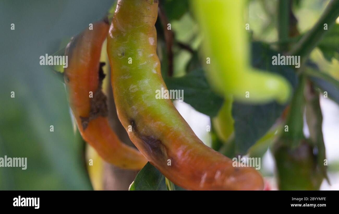 The chilli rot and fall because of pests. Spraying treatment must be ...
