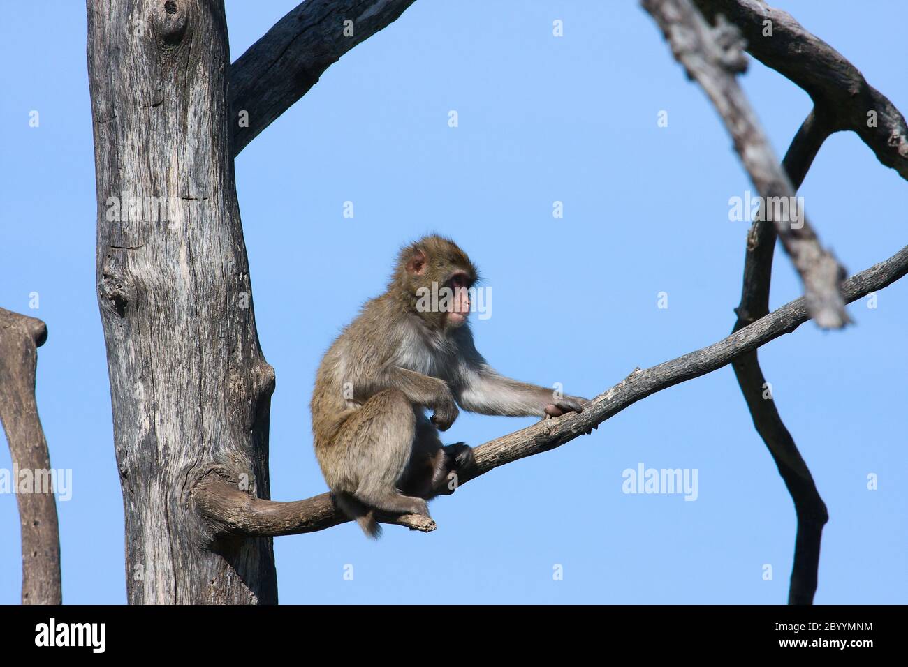 Cute Monkey in a Tree Stock Photo - Alamy
