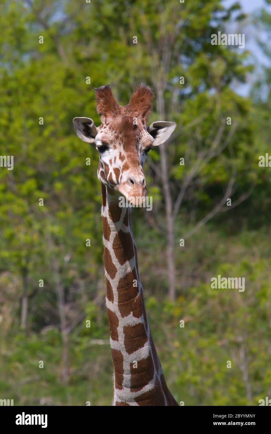 Friendly giraffe hi-res stock photography and images - Alamy