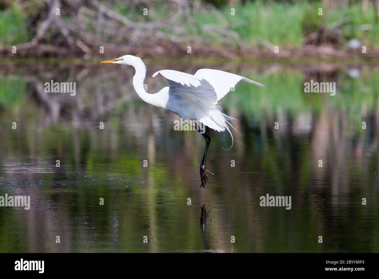 Great White Egret Landing Stock Photo - Alamy