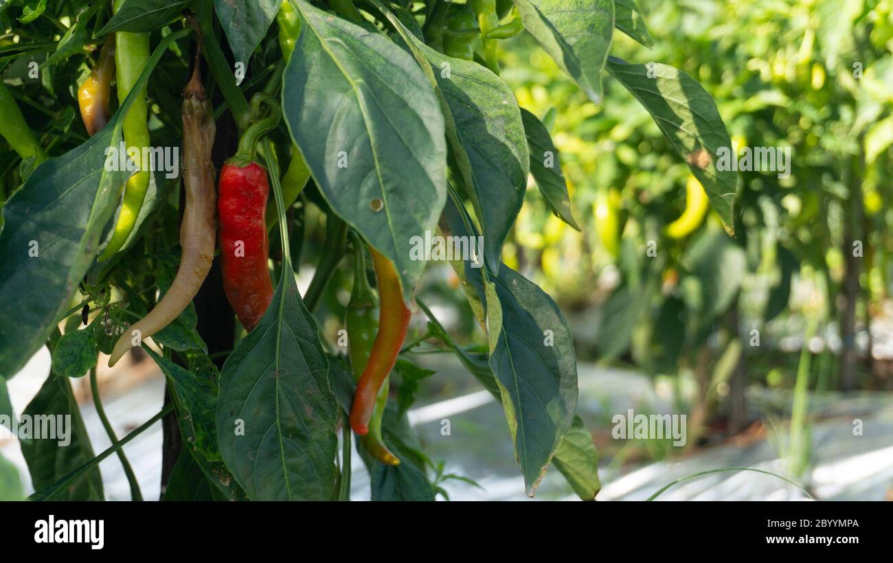 Chilli pest hi-res stock photography and images - Alamy