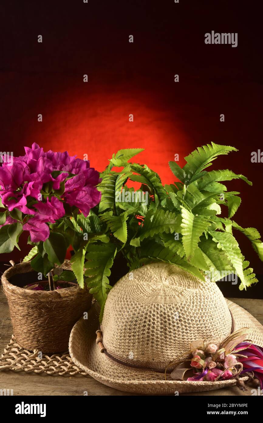 Plants on the studio Stock Photo - Alamy