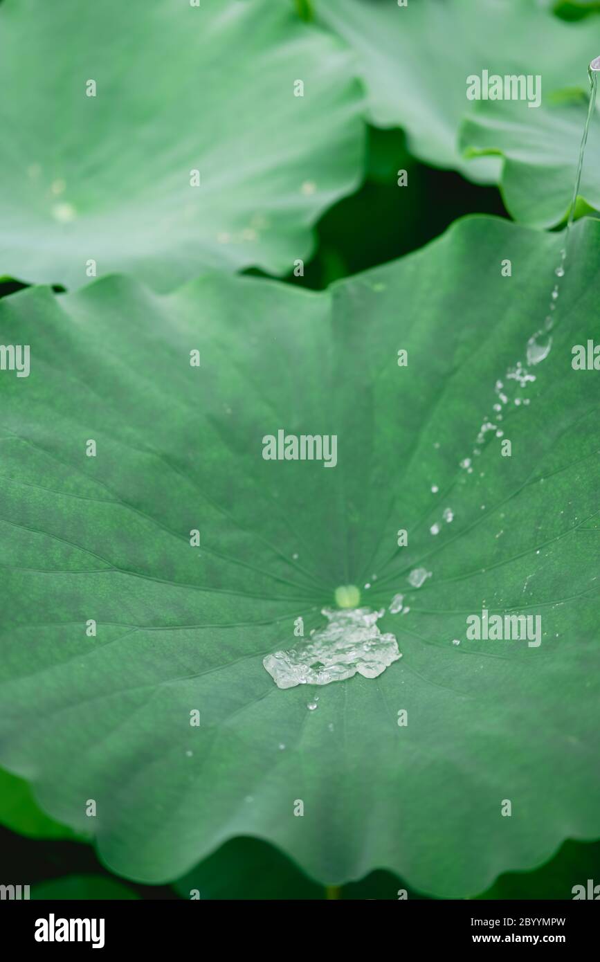 A water drop flows through a fresh lotus leaf with dewdrops in a small ...