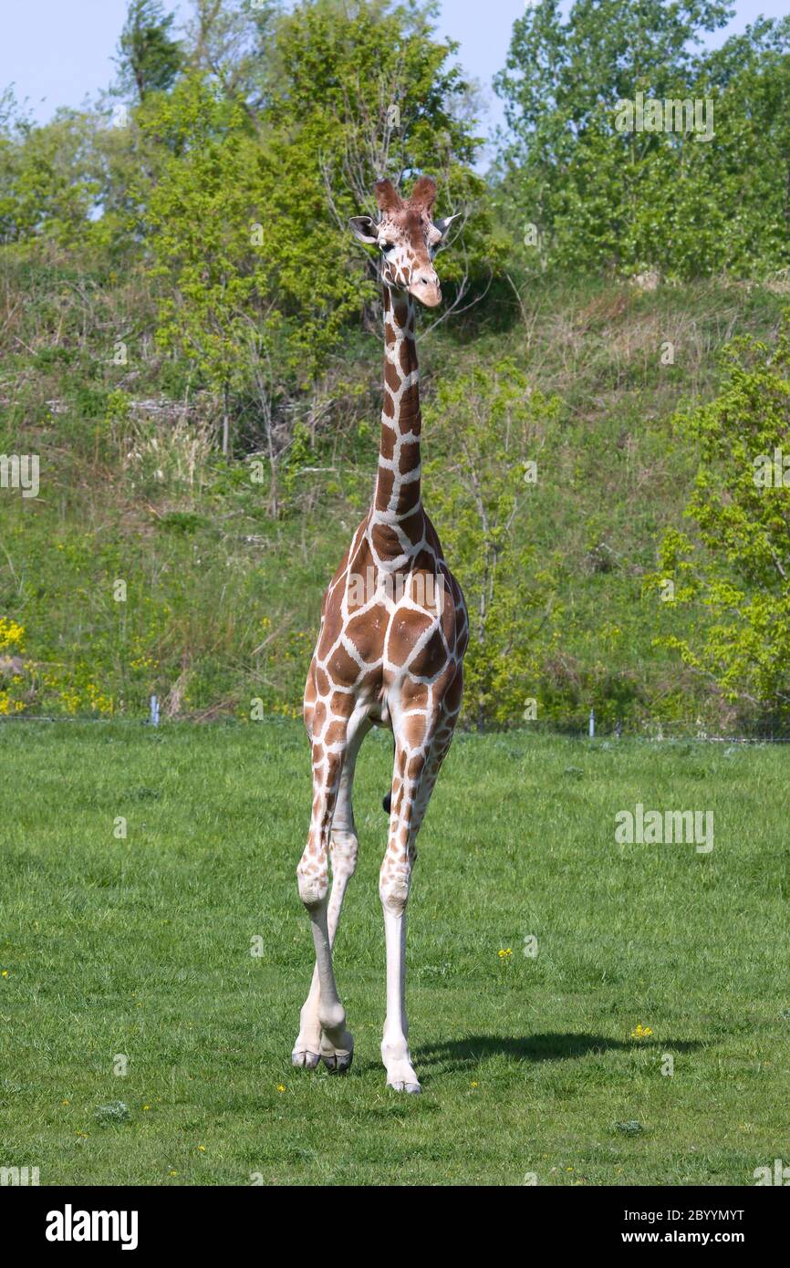 Giraffe running hi-res stock photography and images - Alamy