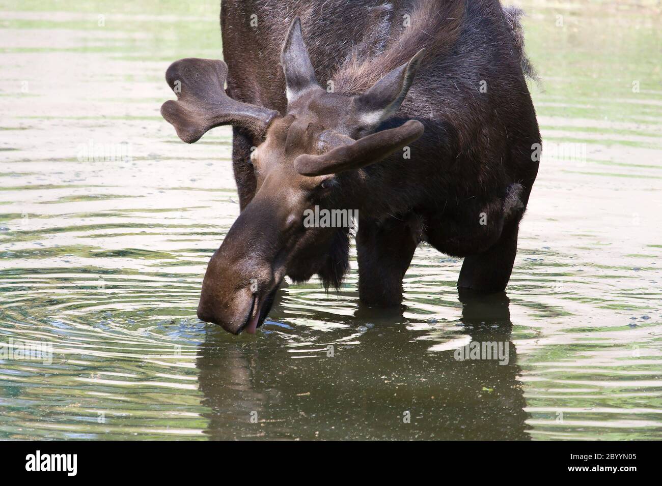 A Bull Moose drinking from a pond Stock Photo - Alamy