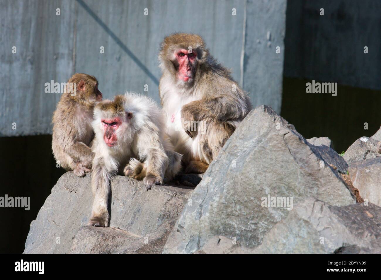 Japanese Macaque Monkey's at the Zoo Stock Photo - Alamy