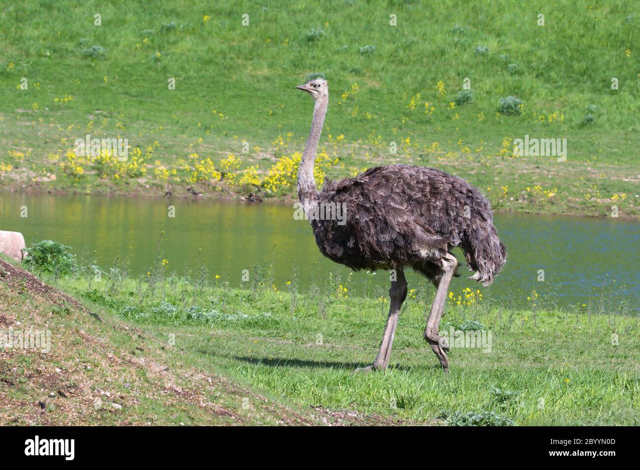 Running neck hi-res stock photography and images - Alamy
