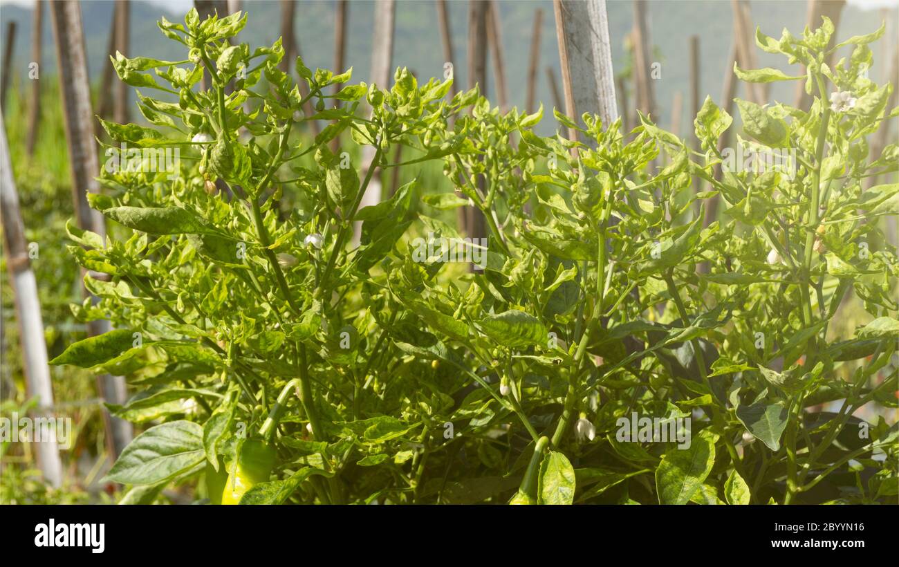 Chili cultivation, one of agriculture with good business value. Looks ...