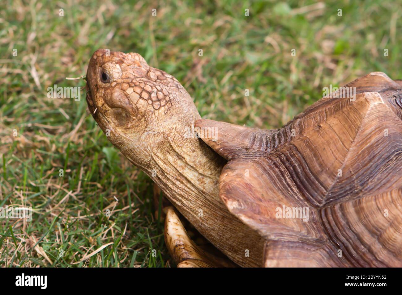 Neck stretching turtle hi-res stock photography and images - Alamy
