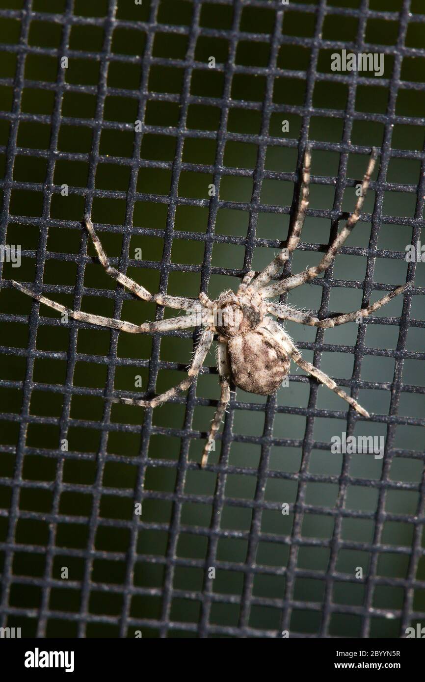 Spider on a Window Screen Stock Photo - Alamy