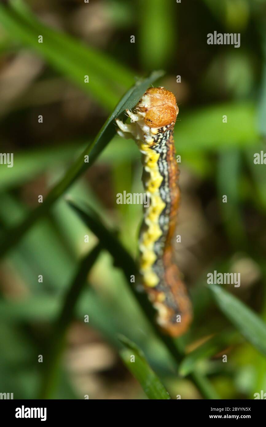 Inch Worm Hanging On Stock Photo - Alamy