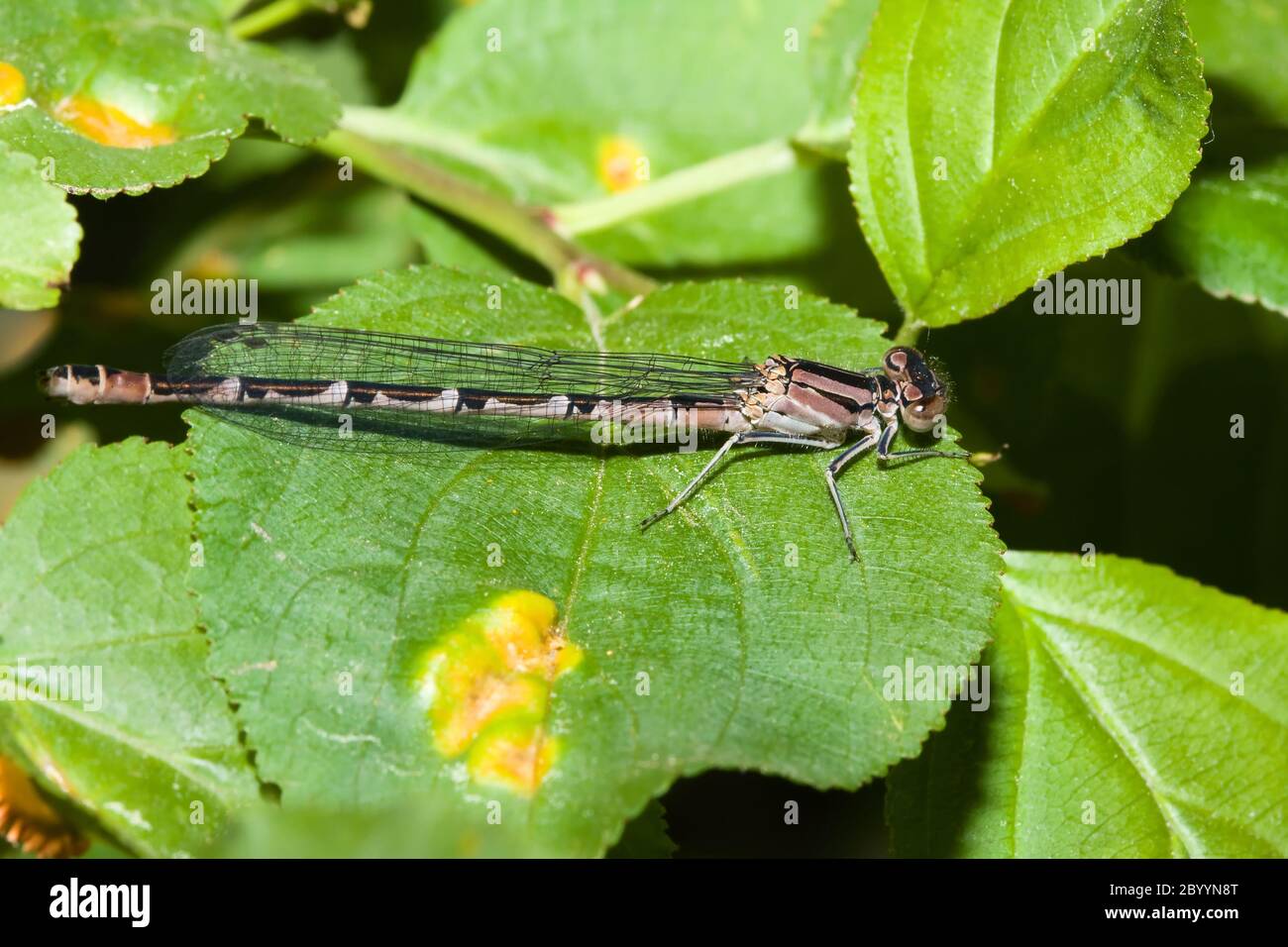 Female Common Blue Damselfly Stock Photo - Alamy