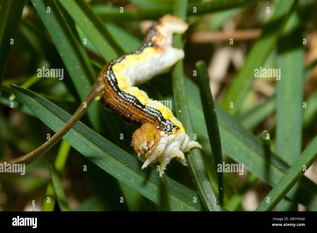 Inch Worm in the Grass Stock Photo - Alamy
