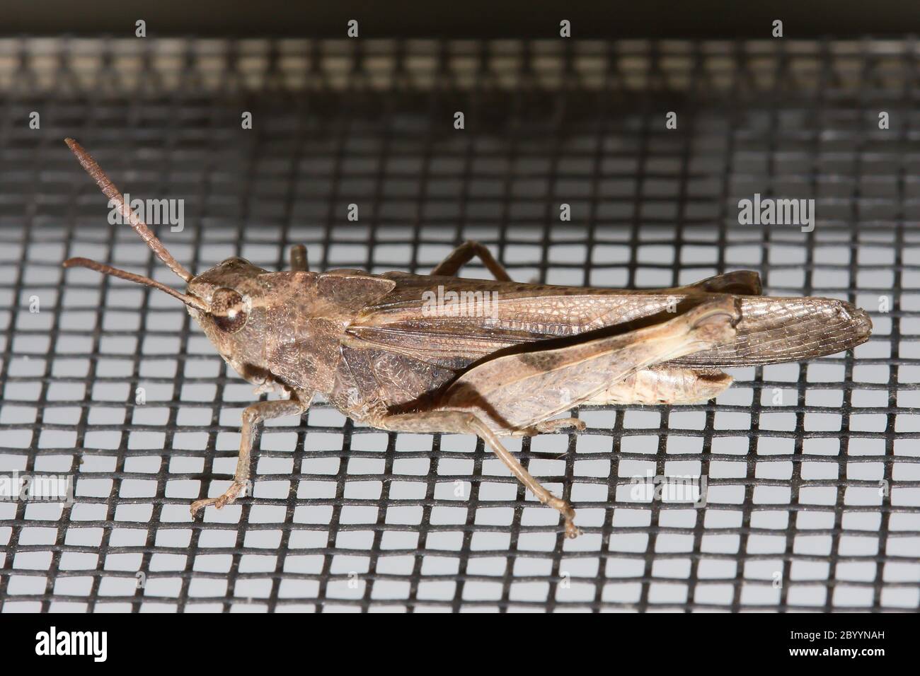 Grasshopper on a Window Screen Stock Photo - Alamy