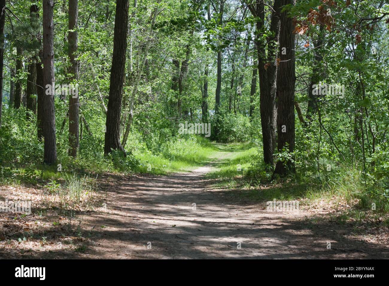 Walking path through the Forest Stock Photo - Alamy