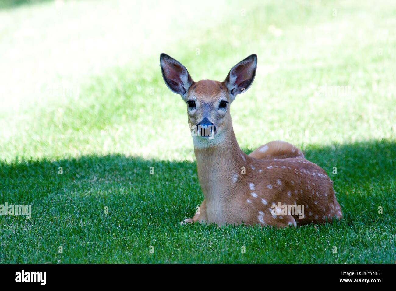 Deer Laying Down Stock Photo - Alamy