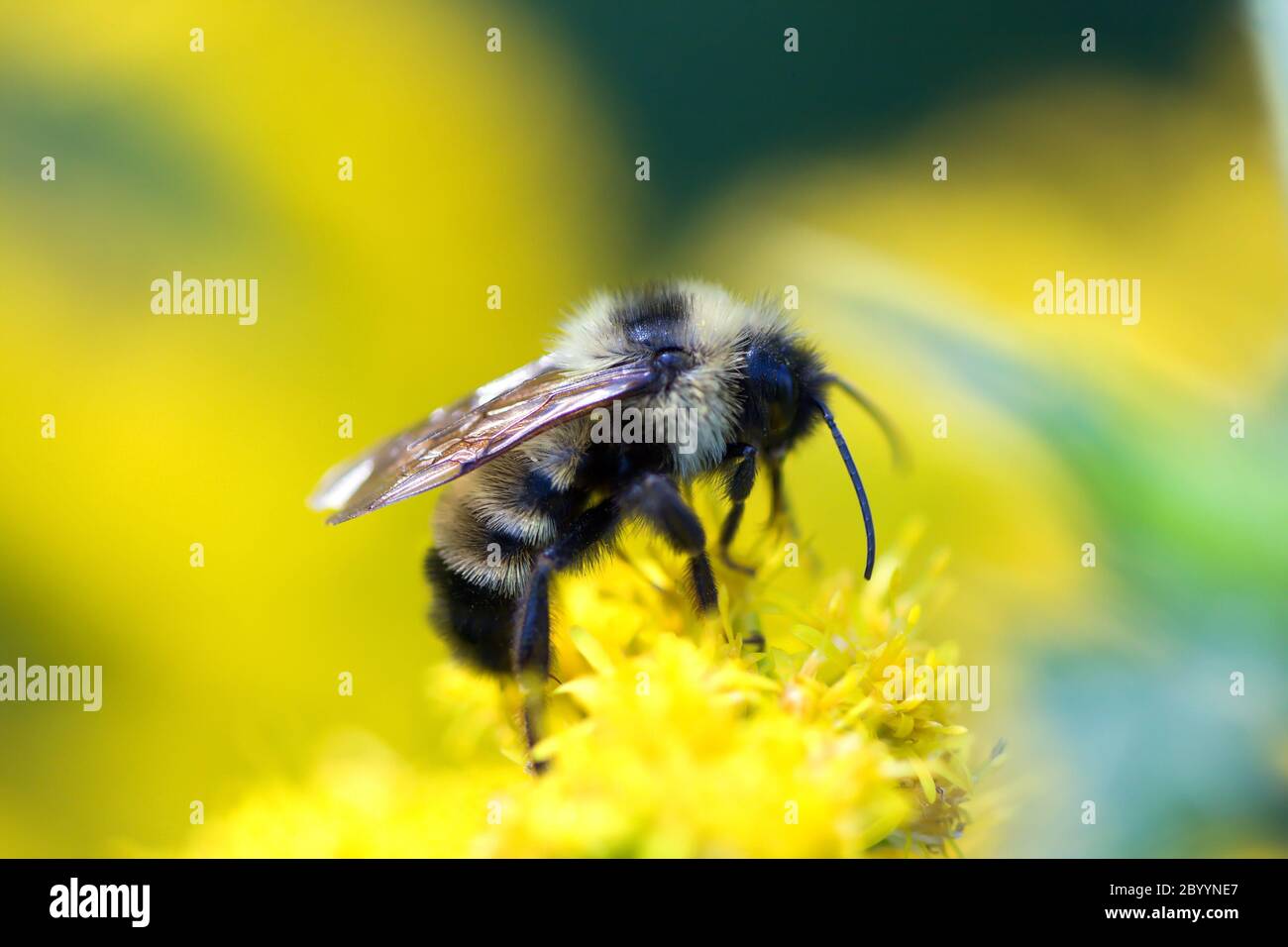 Golden Northern Bumblebee Stock Photo - Alamy