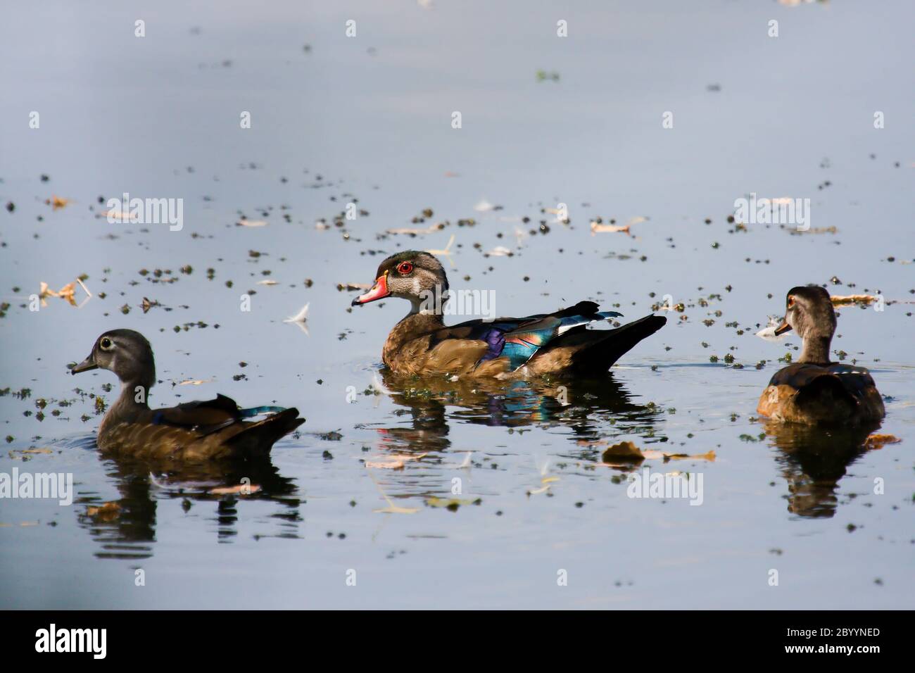 Wood ducks hi-res stock photography and images - Alamy