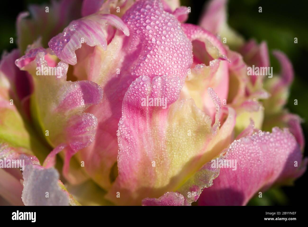 Tulip sepals hi-res stock photography and images - Alamy